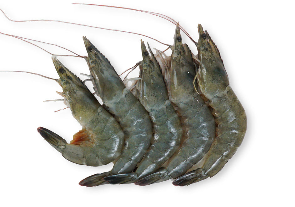 Prawns, Squid, Crab and Seashells – INI.BERAPA